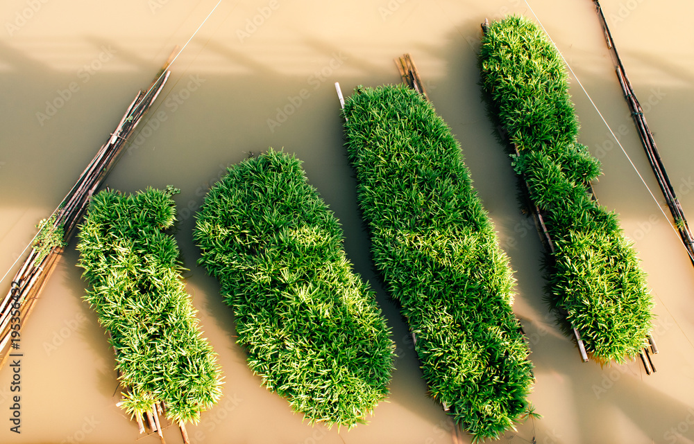 Pandan Pandanus plant floating farm in river top view, Uthaithani ...
