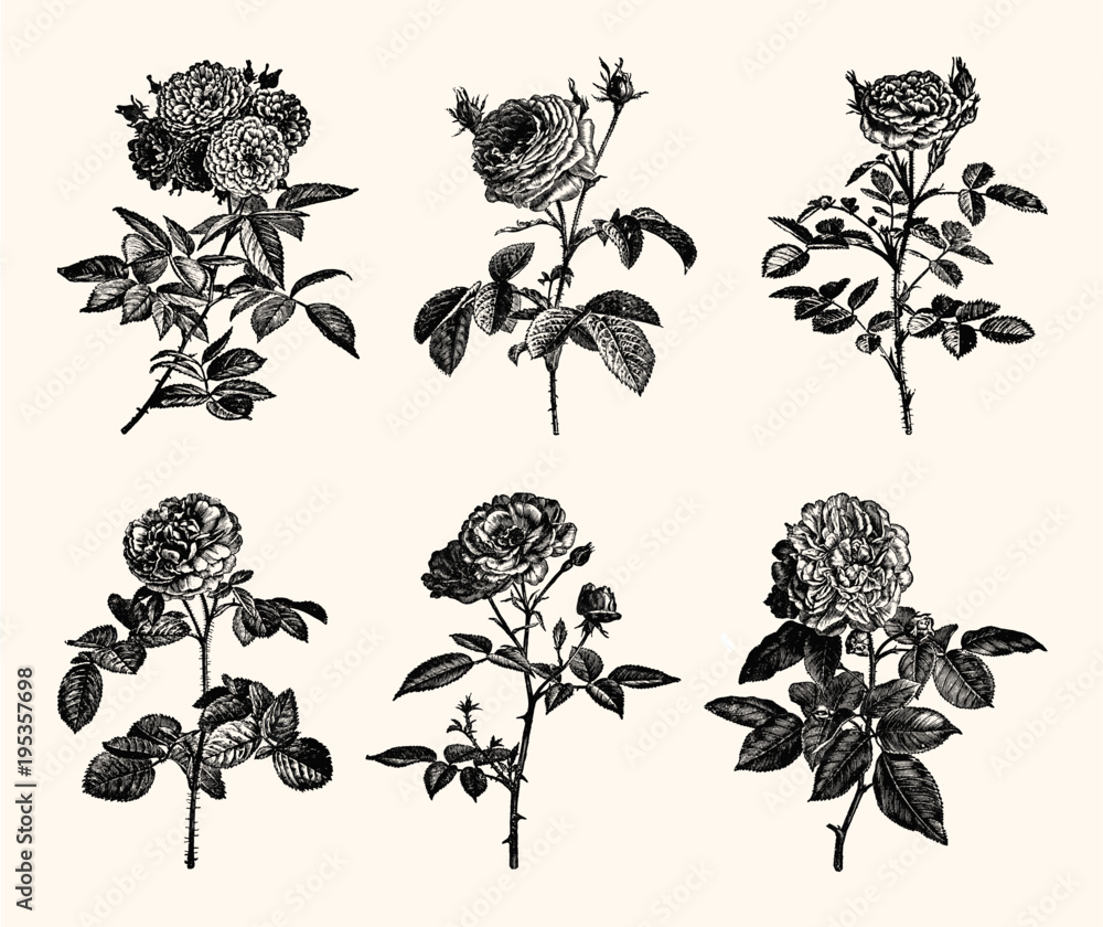 Line Drawings Of Vintage Flowers