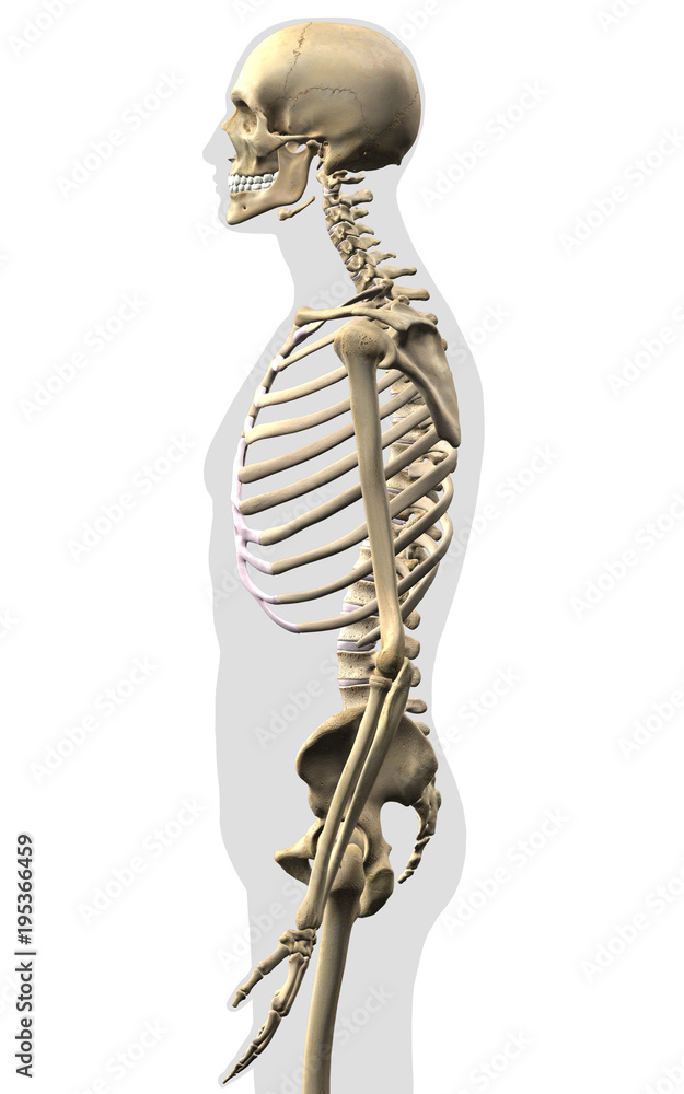 Profile of Human Skeleton on White Backround Stock Photo | Adobe Stock