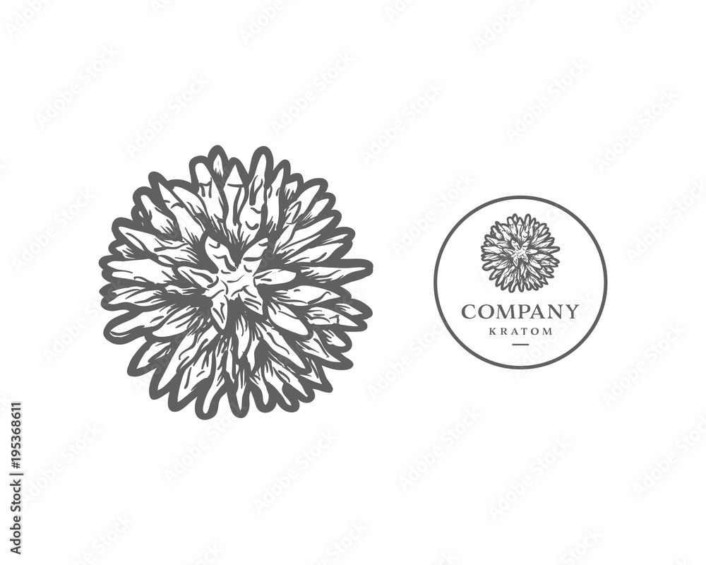 Beautiful Kratom Flowers Hand Drawing Symbol Logo Vector Stock ...
