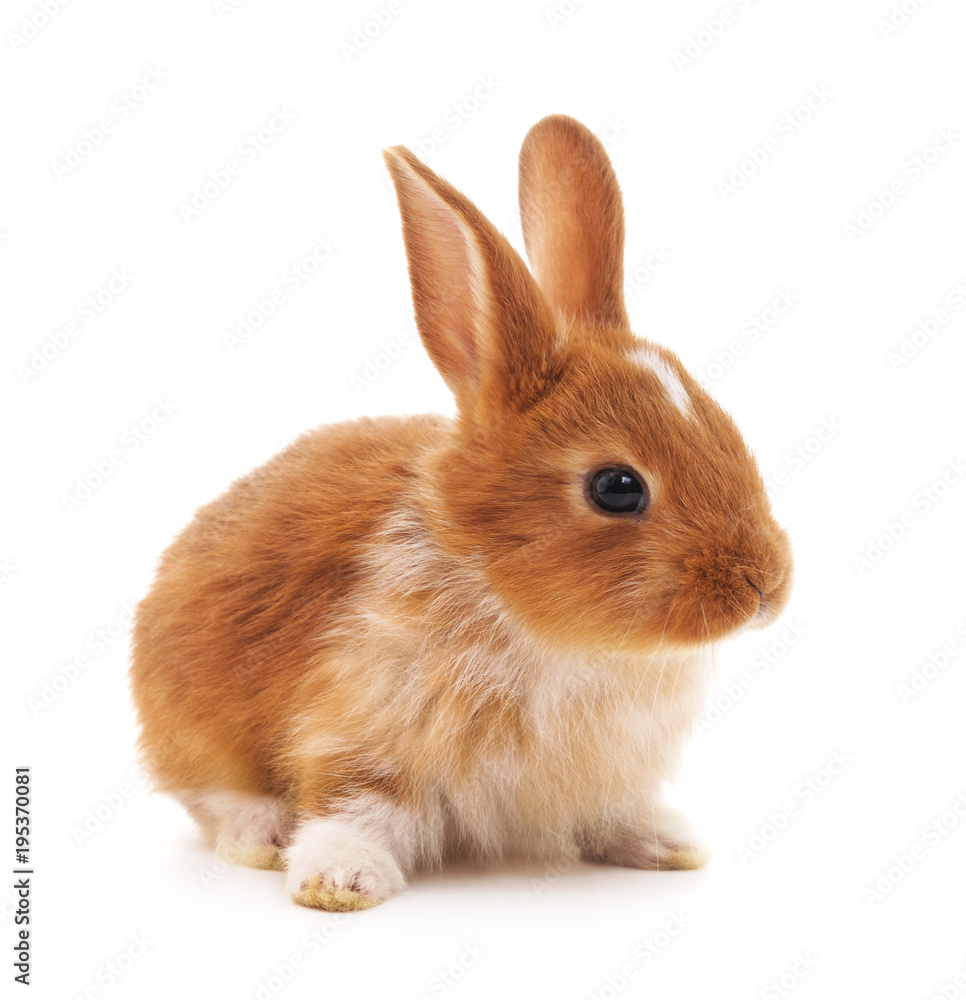 One brown rabbit. Stock Photo | Adobe Stock