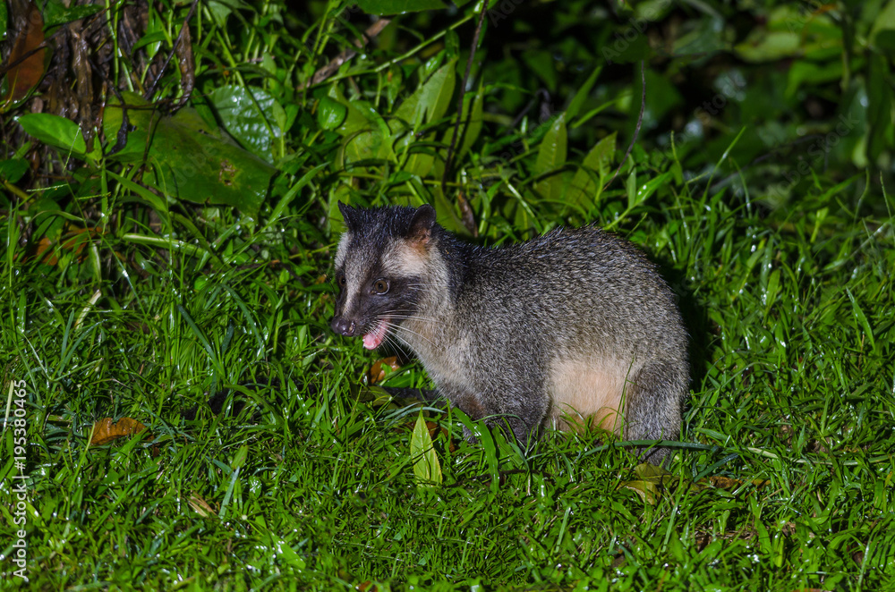 Masked palm civet or Paguma larvata, A nocturnal creature, patrol at ...