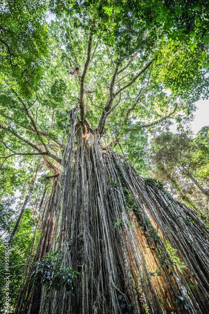 famous fig tree in Australia Photos | Adobe Stock