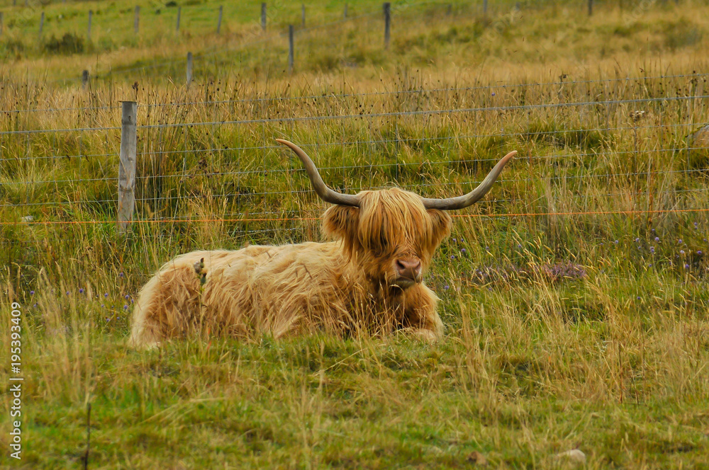 Típica vaca escocesa Stock Photo | Adobe Stock