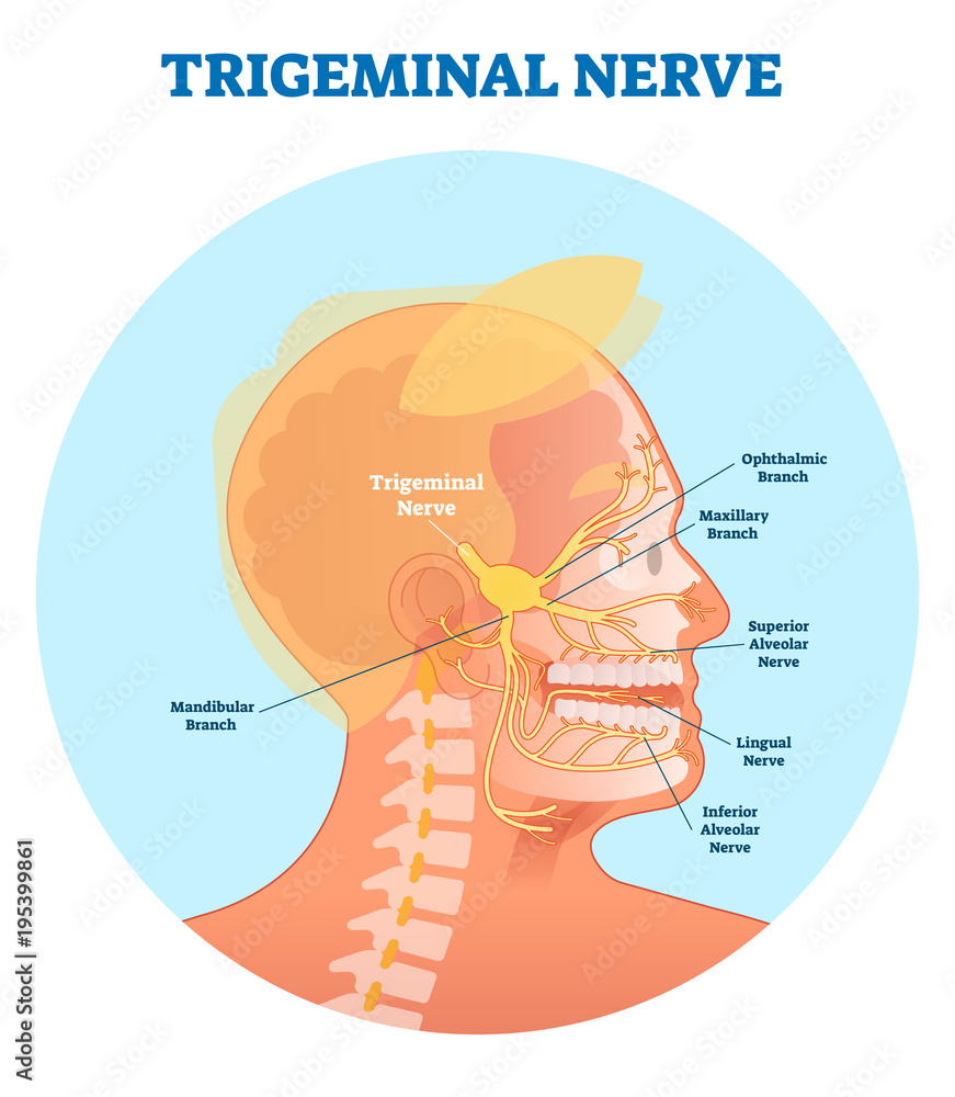 Plagát Trigeminal nerve anatomical vector illustration diagram with ...