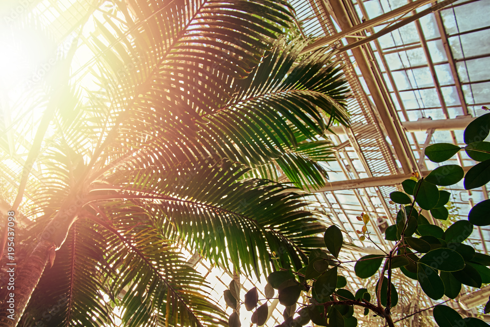 Sunny bright light passes through foliage palm tree into greenhouse ...