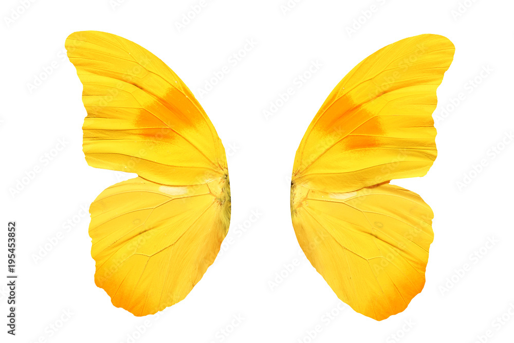 wings of a yellow butterfly isolated on white Stock Photo | Adobe Stock