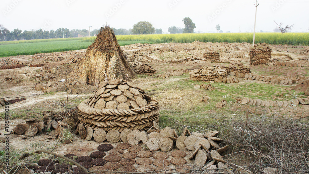 India, cow dung, potholes from cow dung are used to dry in the sun, is ...