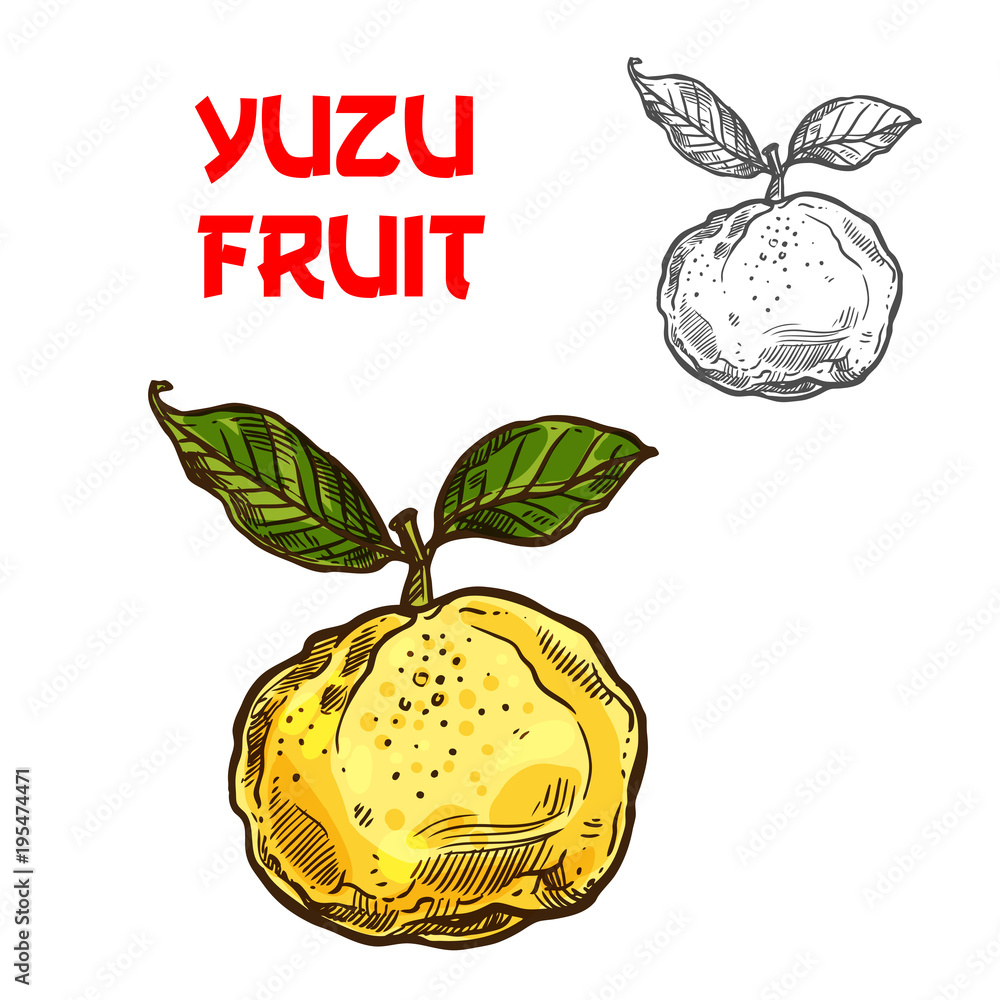 Yuzu vector sketch citrus fruit cut icon Stock Vector | Adobe Stock