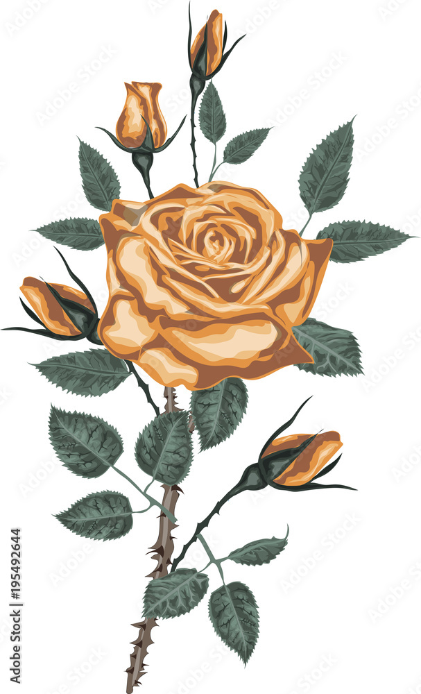 Golden roses vector art - Bouquet of golden roses - vintage art Stock ...