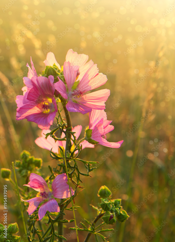 Poster Wild mallow flowers on a sunset background. – Wall Art | UkPosters