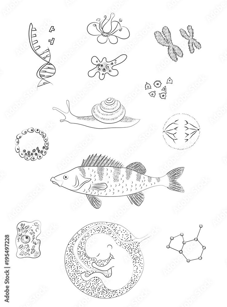 Biological image. Flower, cell, chromosomes, perch fish, molecule ...