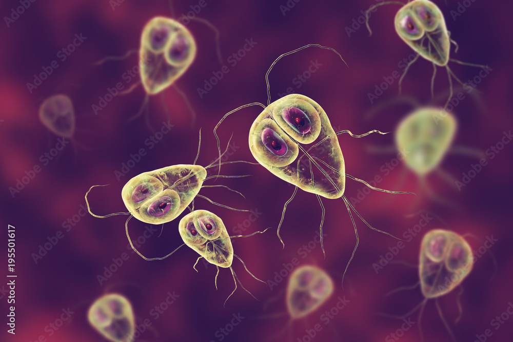 Giardia lamblia protozoan, the causative agent of giardiasis, 3D ...