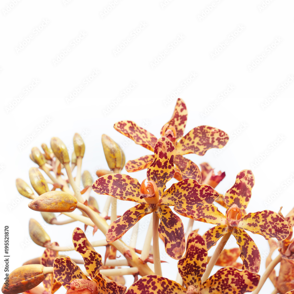 Tiger Orchid - Grammatophyllum Speciosum Bl.Giant wild orchid of the ...
