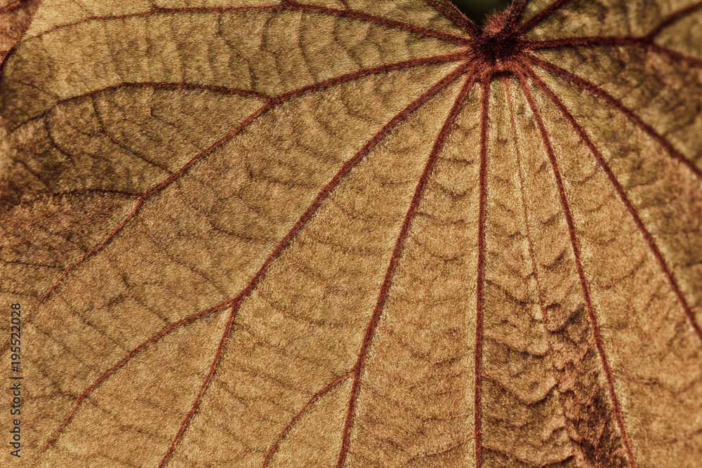 Gold leaves ( with multi-color pigment and fluorescent ) in nature ...