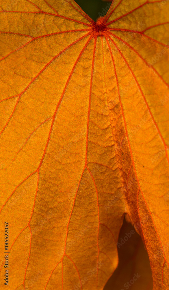 Gold leaves ( with multi-color pigment and fluorescent ) in nature ...