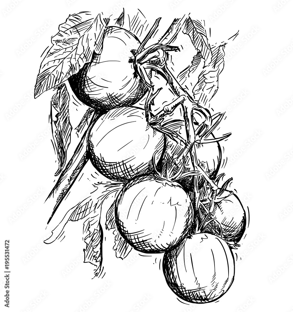 Vector artistic pen and ink hand drawing illustration of ripe tomatoes ...