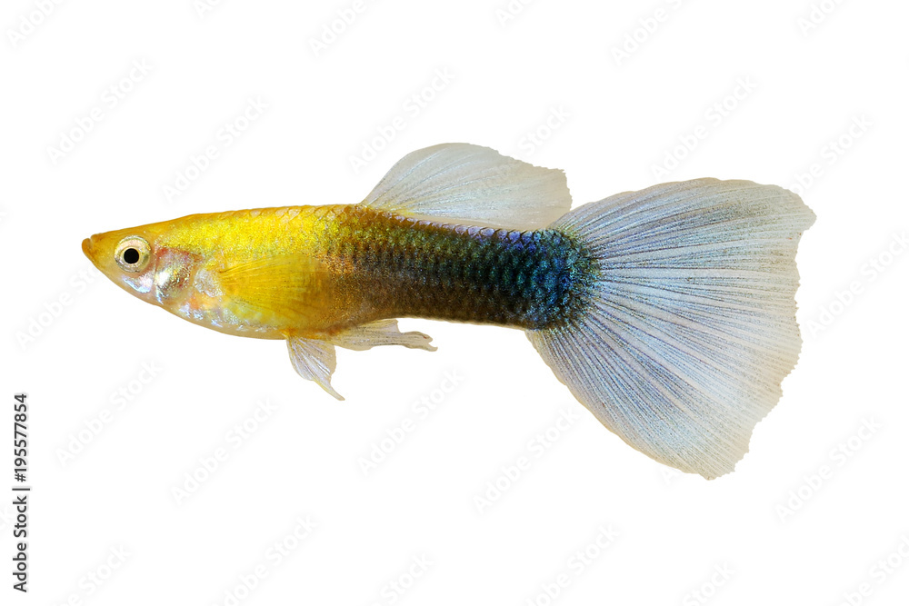 Guppy Poecilia reticulata colorful rainbow tropical aquarium fish Stock ...