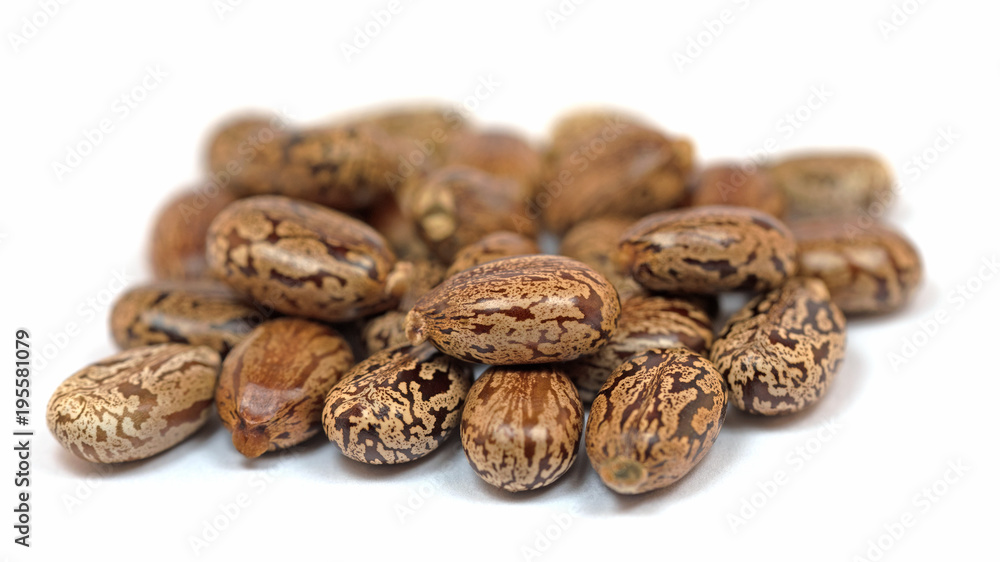 Rizinus, Ricinus communis, Samen Stock-Foto | Adobe Stock