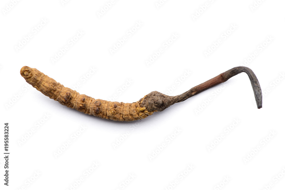 Chinese herb cordyceps sinensis. Isolated on white background. Stock ...
