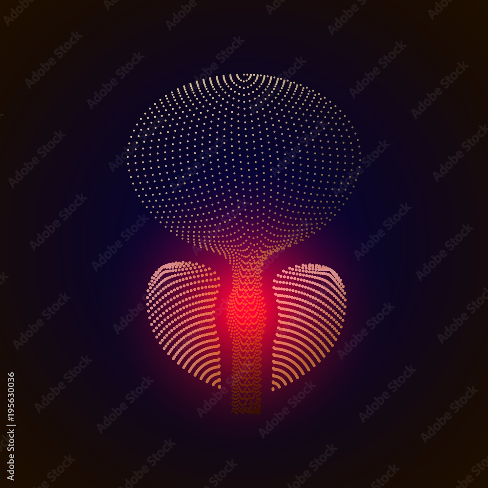 Vector isolated prostate with pain center. 3D white human organ ...