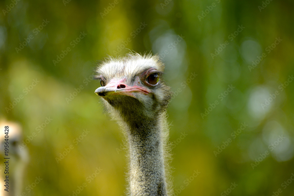 Strauß Stock Photo | Adobe Stock