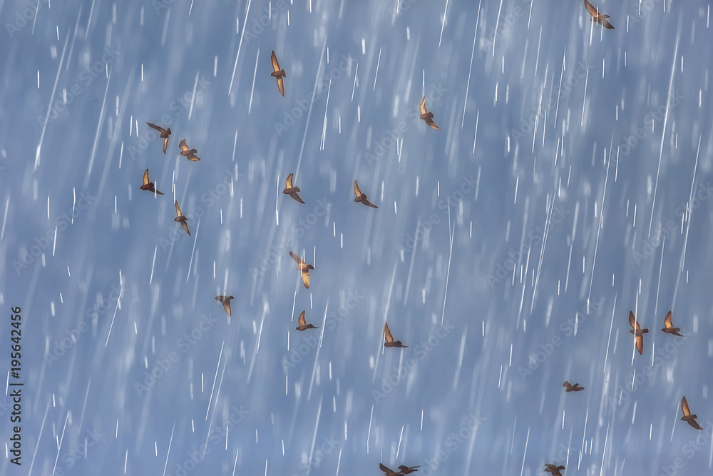 flock of birds in the sky / a lot of black birds flying in the blue sky ...