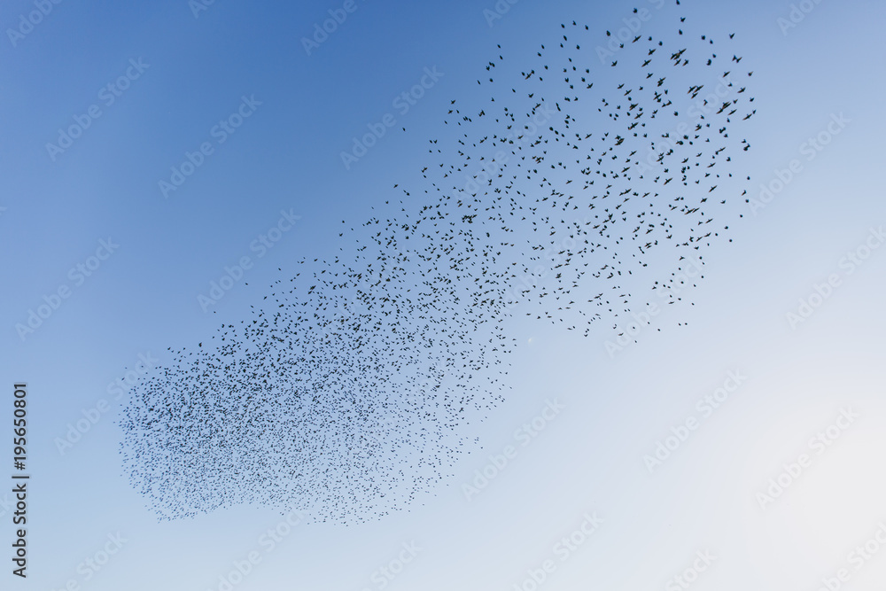 A large flock of hundreds of black birds flying south in the middle of a clear blue sky on a ...