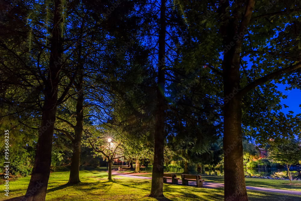 quiet night in an empty park with tall trees, benches, street lights ...