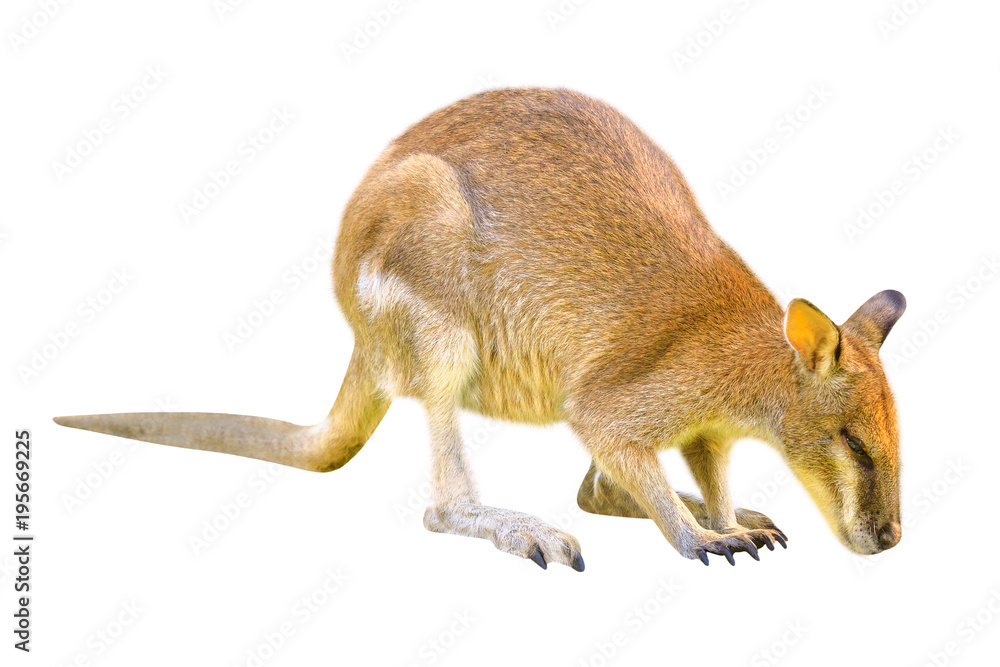 Australian Wallaby, Macropus Rufogriseus, side view isolated on white ...