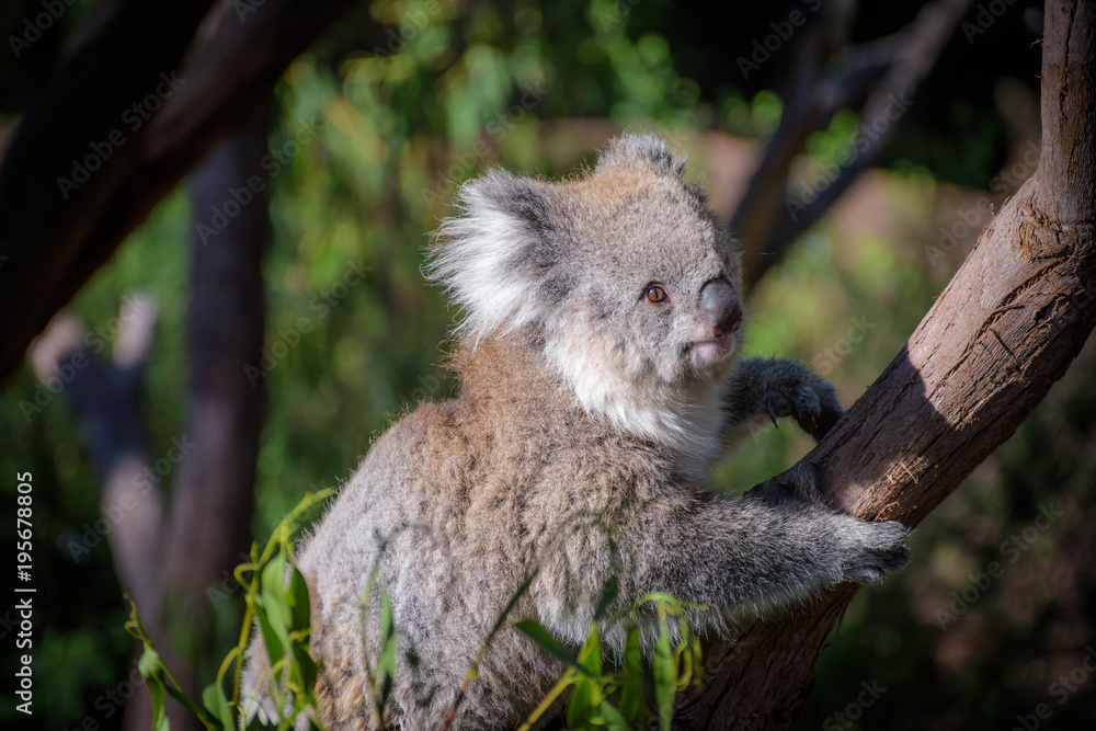 The koala is an arboreal herbivorous marsupial native to Australia. It ...