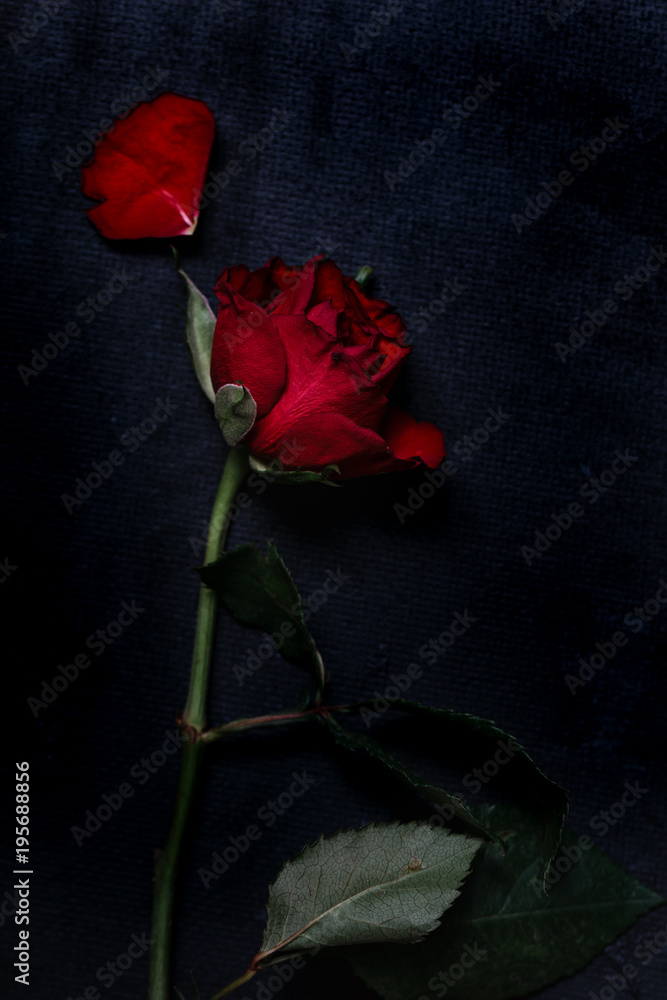 Single Red Rose With Black Background