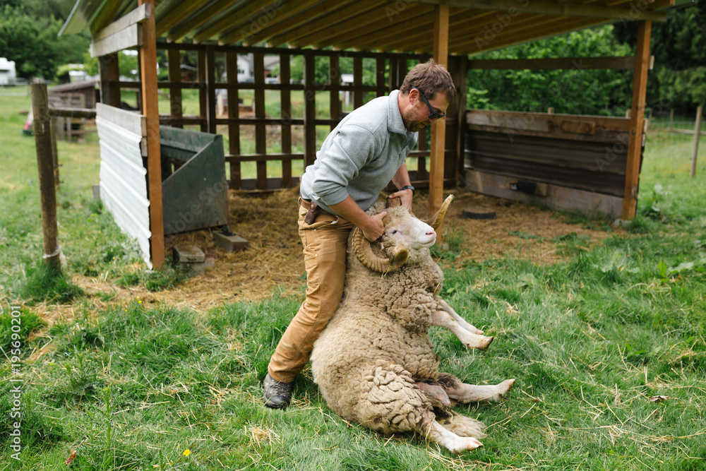 Farm wrestling with large ram Stock Photo | Adobe Stock