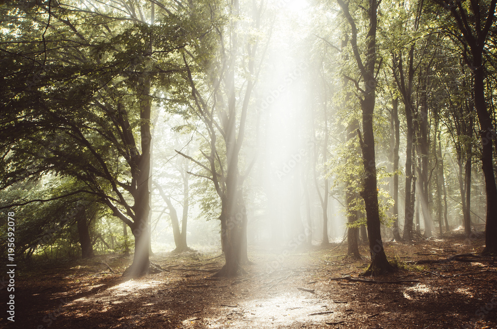 Sun rays shining trough enchanted forest with fog Stock Photo | Adobe Stock