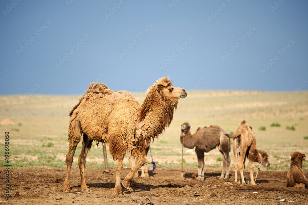 The camels. A camel is an even-toed ungulate in the genus Camelus ...