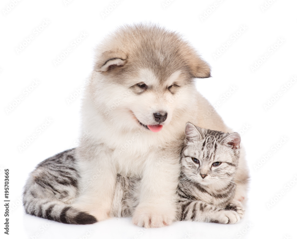 Alaskan Malamute Would It Get Along With Cats