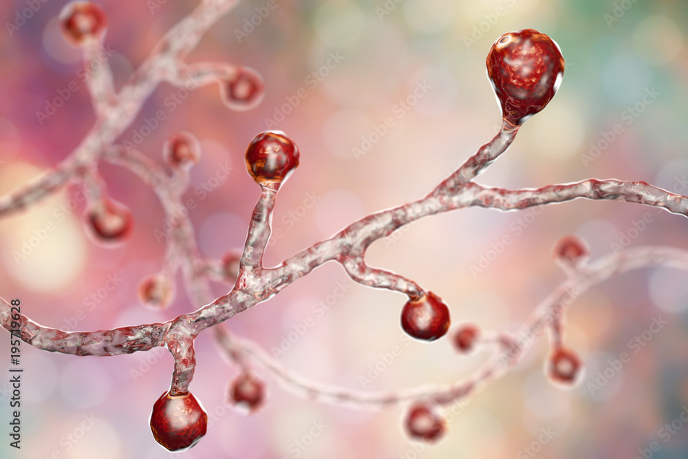 Blastomyces dermatitidis fungi, the causative agent of the disease ...