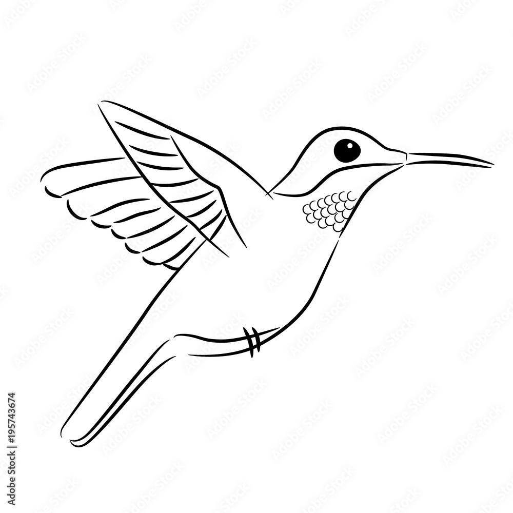 Hummingbirds outline icon or symbol. EPS10 vector illustration. Stock ...