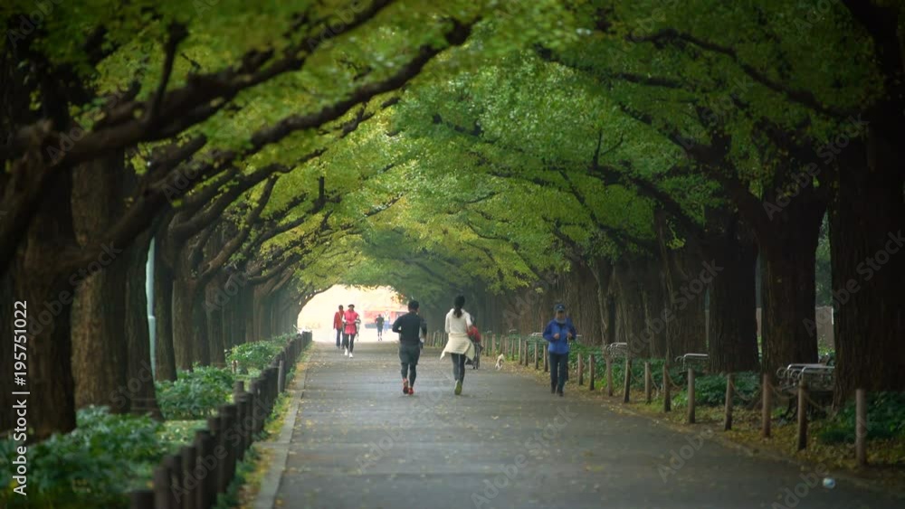 Japanese people running for morning exercise in Jingu Gaien Icho Namiki ...