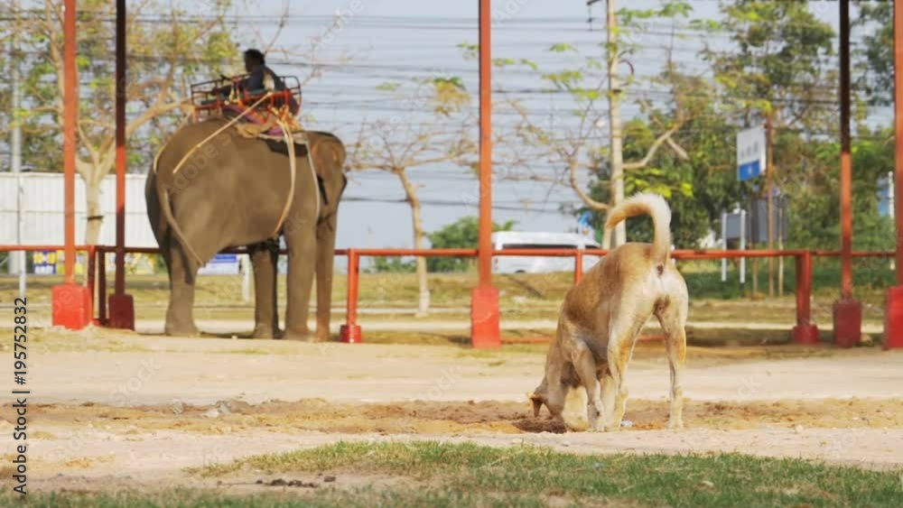 A stray dog on an elephant farm digs a hole in the ground against the ...