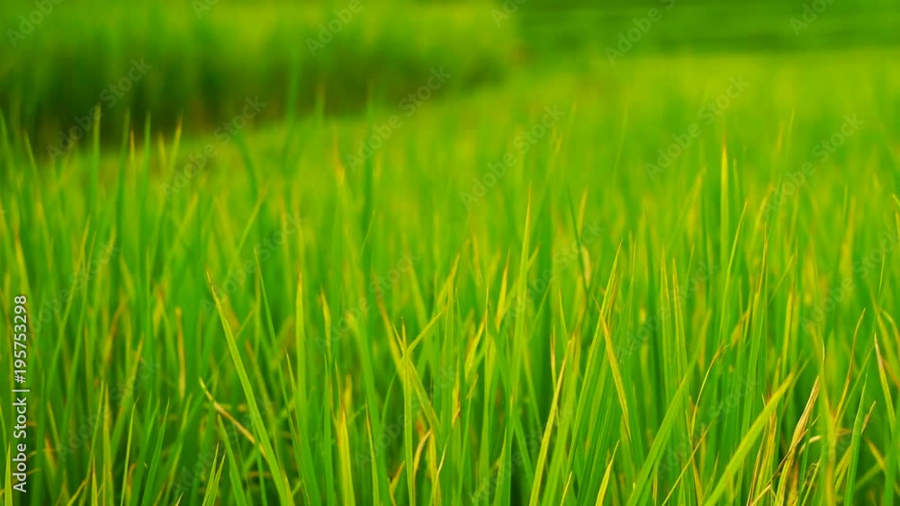 Green field background in close up view in village farm. Fresh nature ...