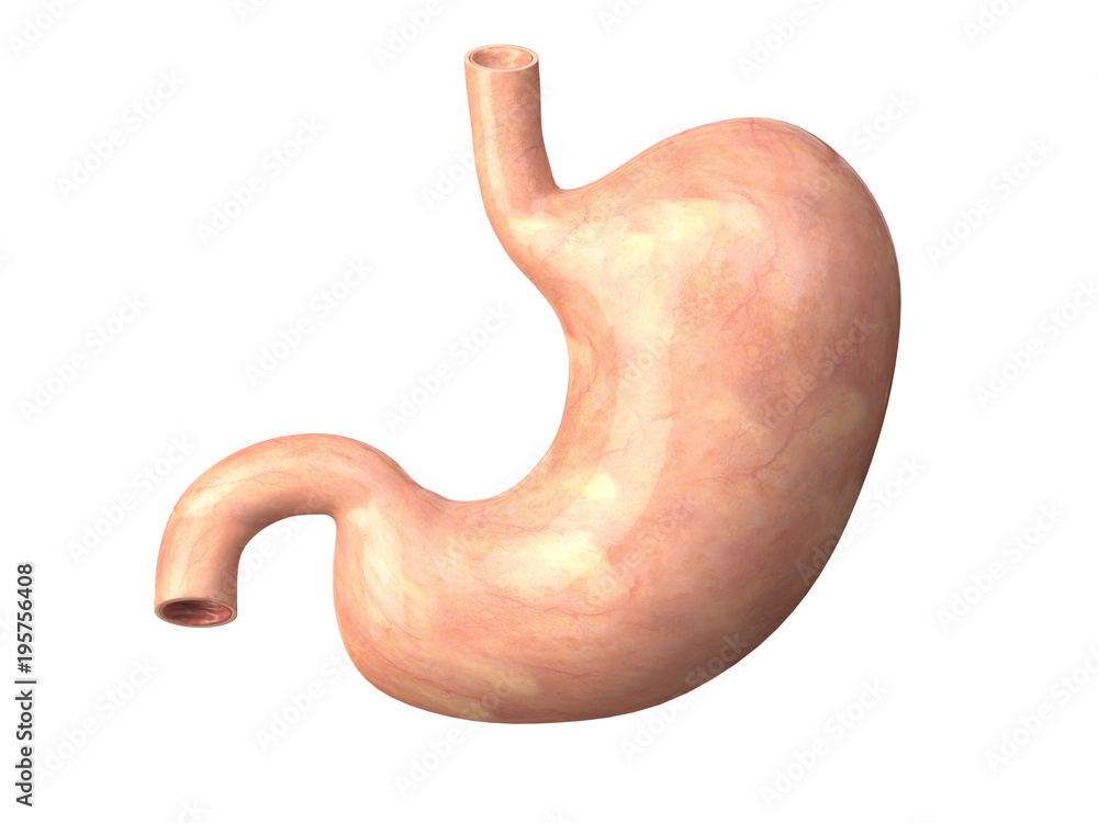 Human stomach isolated on white background. Anatomy. Stock Illustration ...