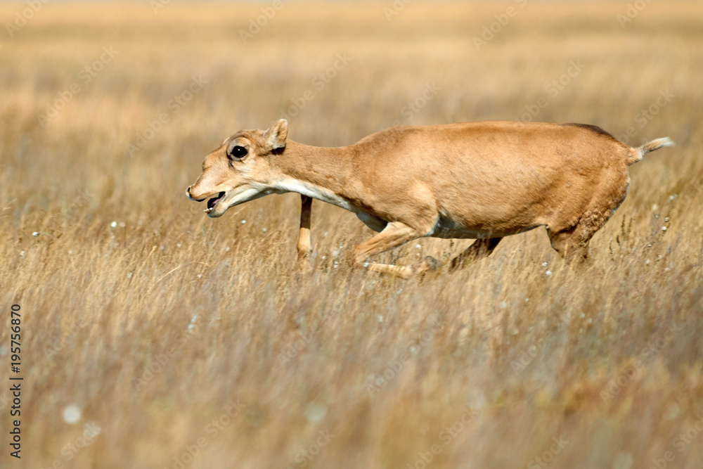 The saiga. The saiga antelope is a critically endangered antelope that ...
