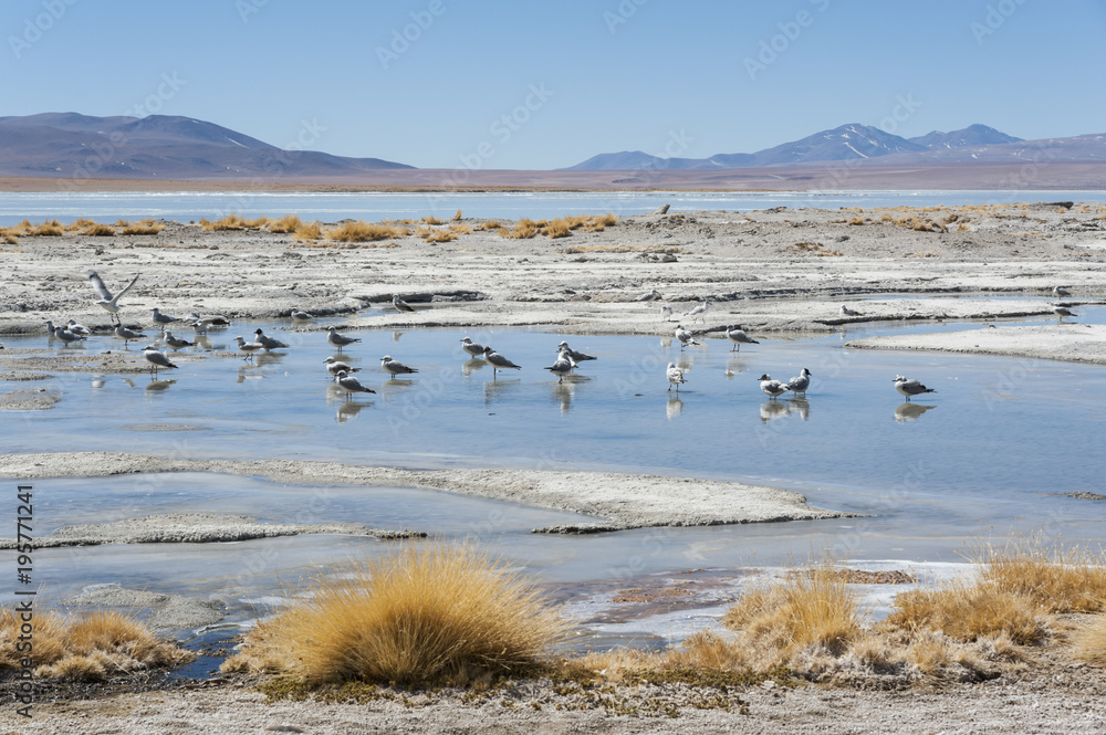 Laguna y Termas de Polques hot spring pool with Salar de Chalviri in ...