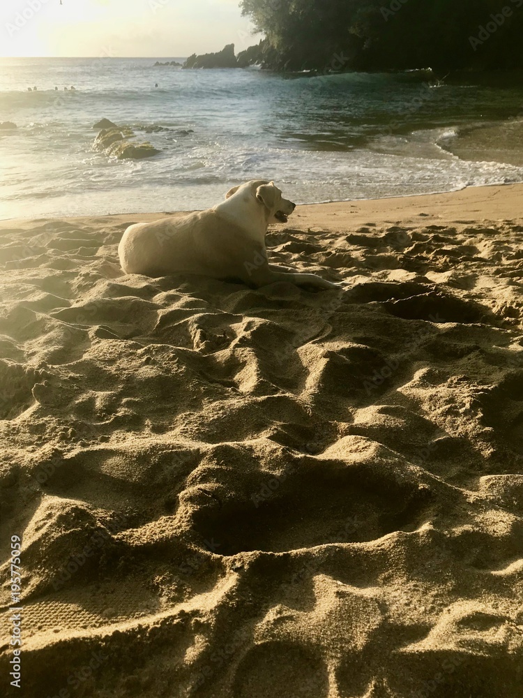 Dog enjoying the sunset at beautiful Little Bay / Heavenly Bay - Tobago ...