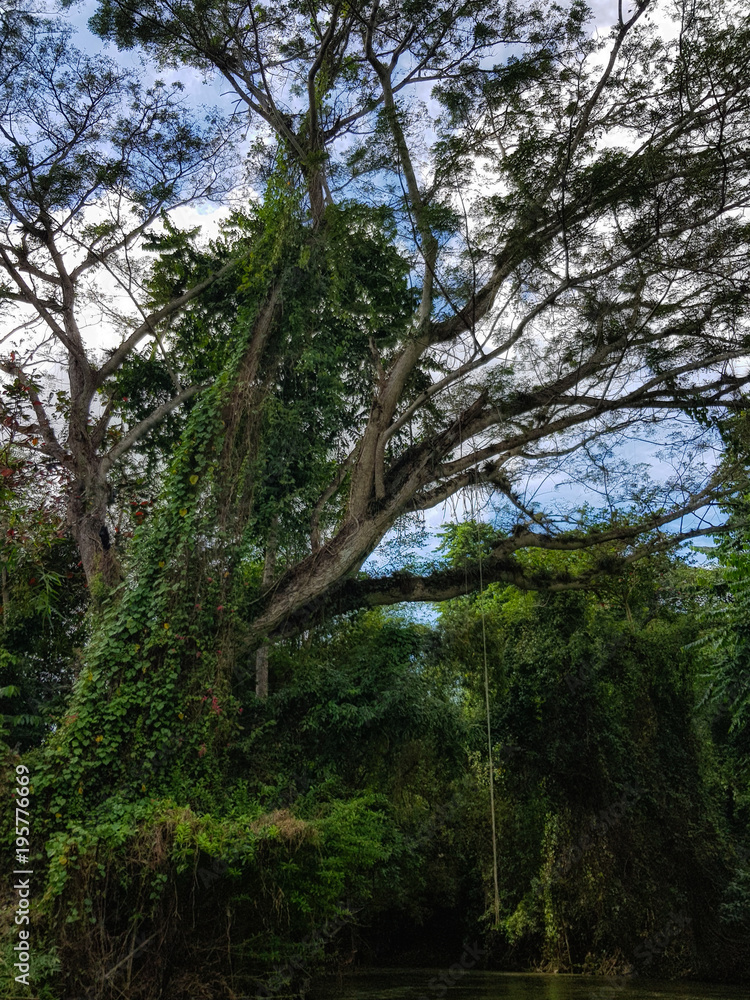 The amazing nature of Jamaica, the forest, the jungle and the river ...