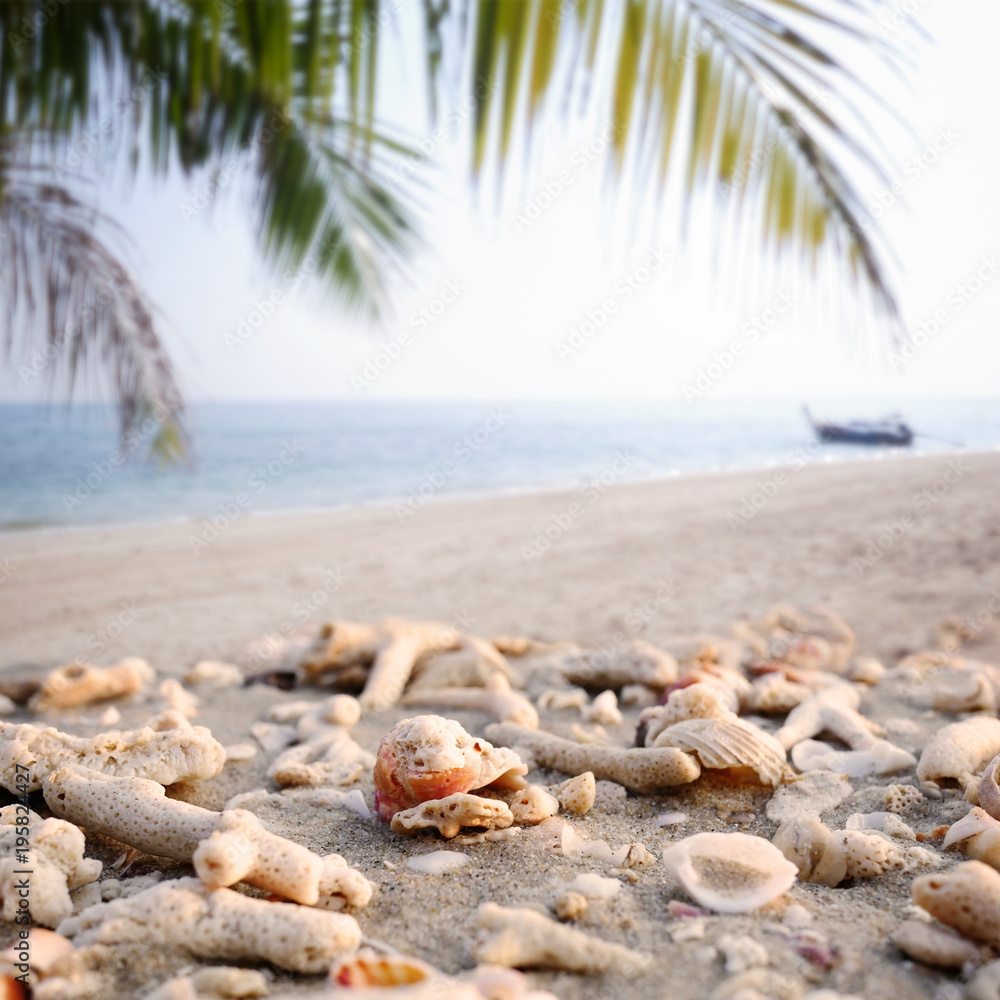 Sea shells and coral fragments on sandy beach with blurred tropical ...