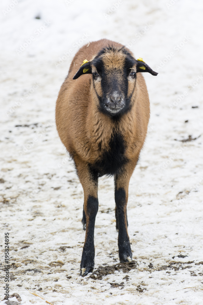 Brown goat without horns out in the snow. Stock Photo | Adobe Stock