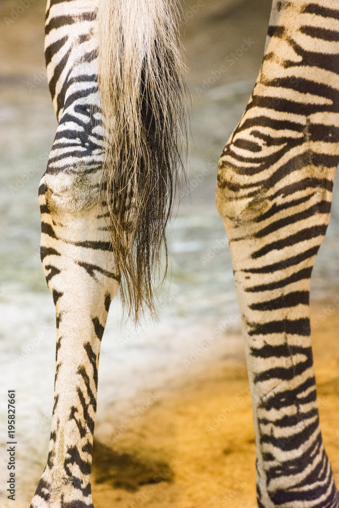 Tail and hind legs ribs. Stock Photo | Adobe Stock