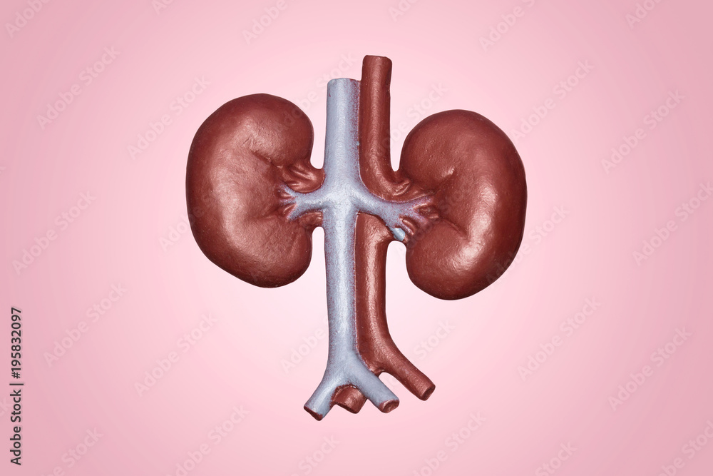 Human Kidney Model